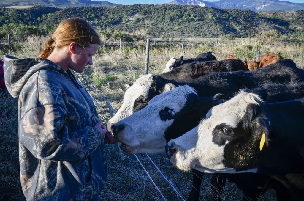 Photo Essay: A cattle drive to remember | PostIndependent.com