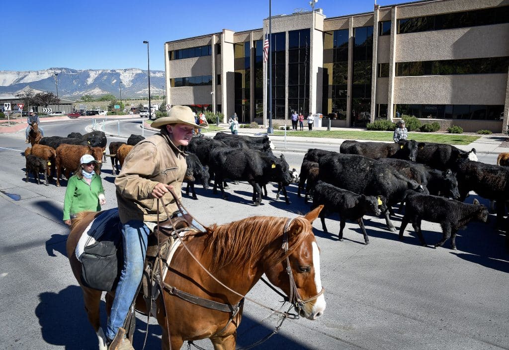 Photo Essay: A cattle drive to remember | PostIndependent.com