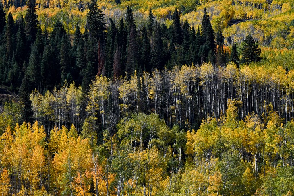 PHOTOS: Fall foliage 2020 | PostIndependent.com