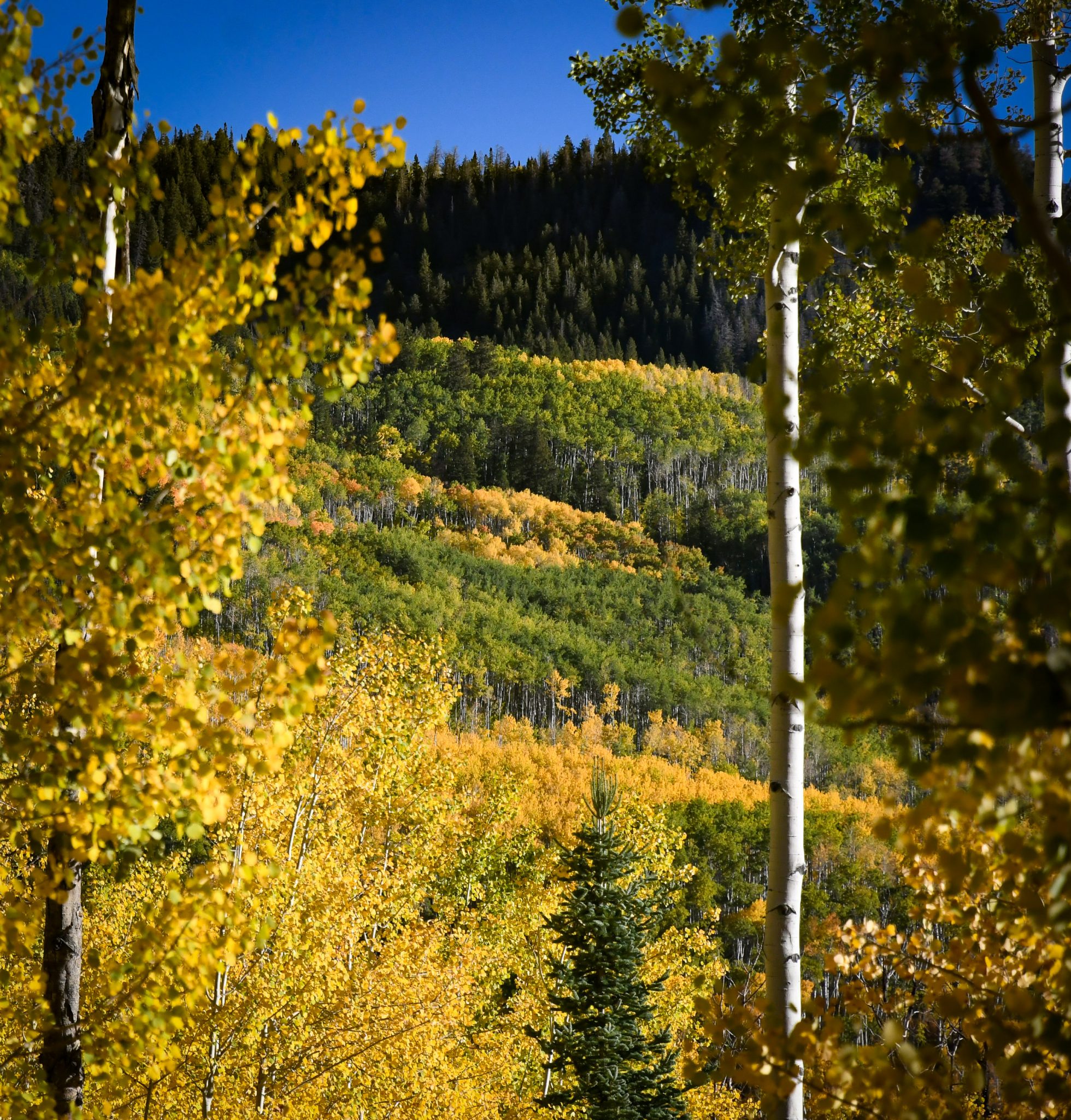 PHOTOS: Fall foliage 2020 | PostIndependent.com