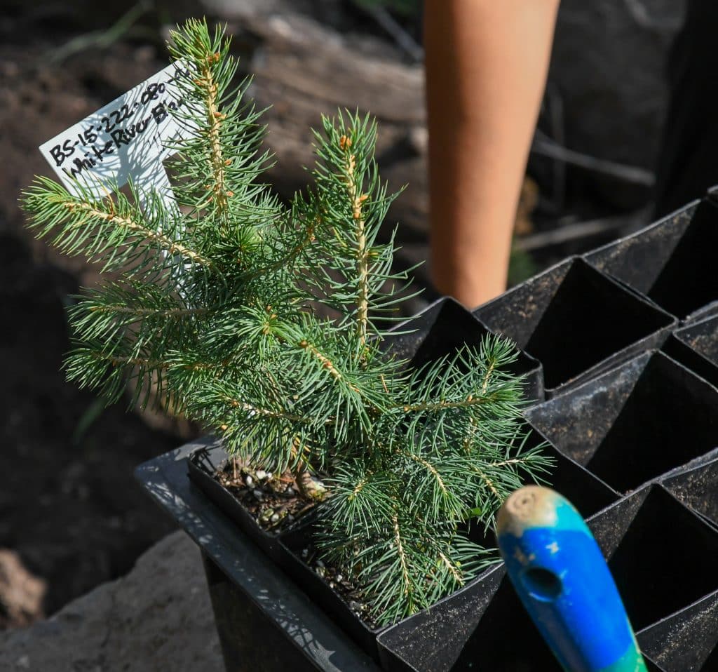 PHOTOS: Habitat restoration project near Rifle | PostIndependent.com