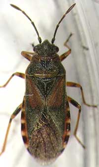 Ubiquitous insect likely to bug Garfield County homeowners into the ...