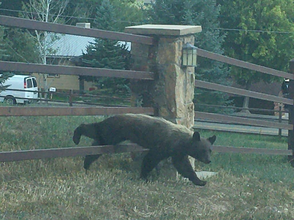 Hungry, hungry bears descend on Rifle | PostIndependent.com