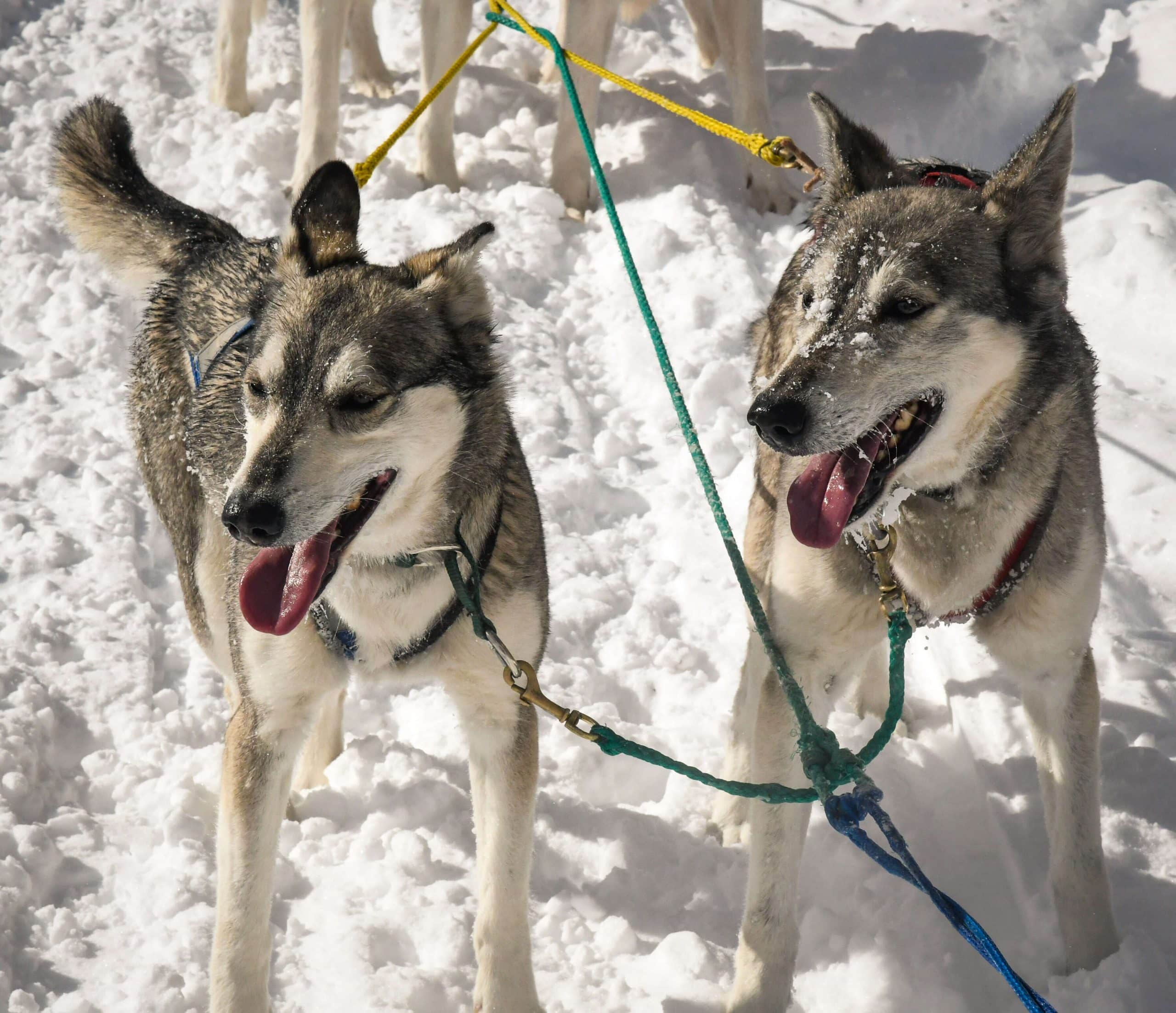 PHOTOS: From ski instructor to dog musher; exploring the Flat Tops with ...