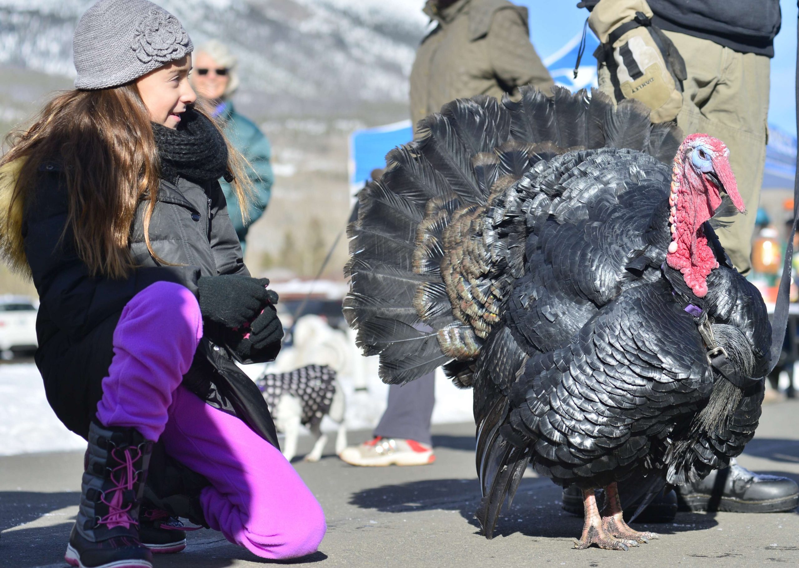 Turkey Trots are a fun family Thanksgiving tradition, and there seems ...