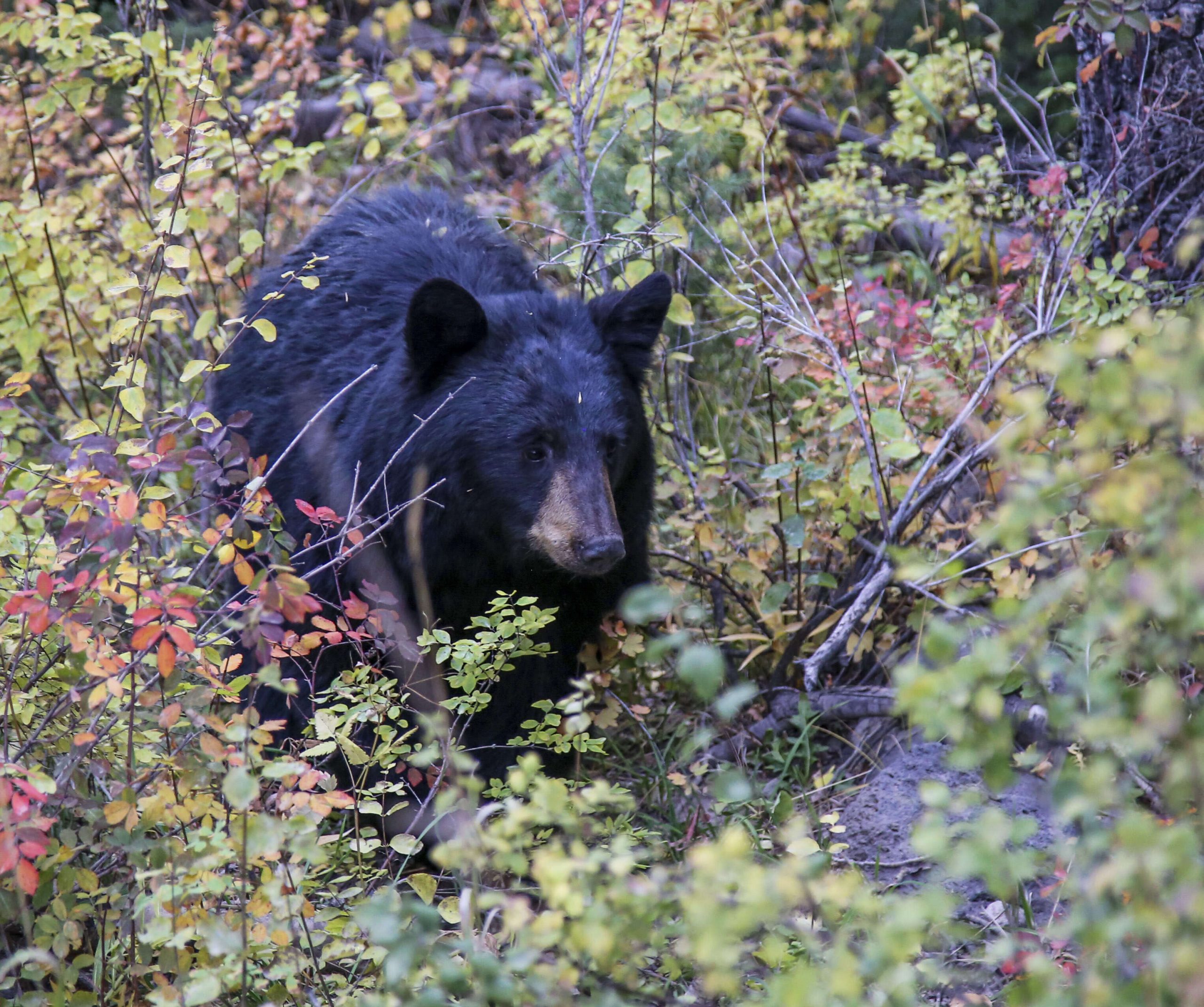 PHOTOS: Fall forage, colors on display in Garfield County ...