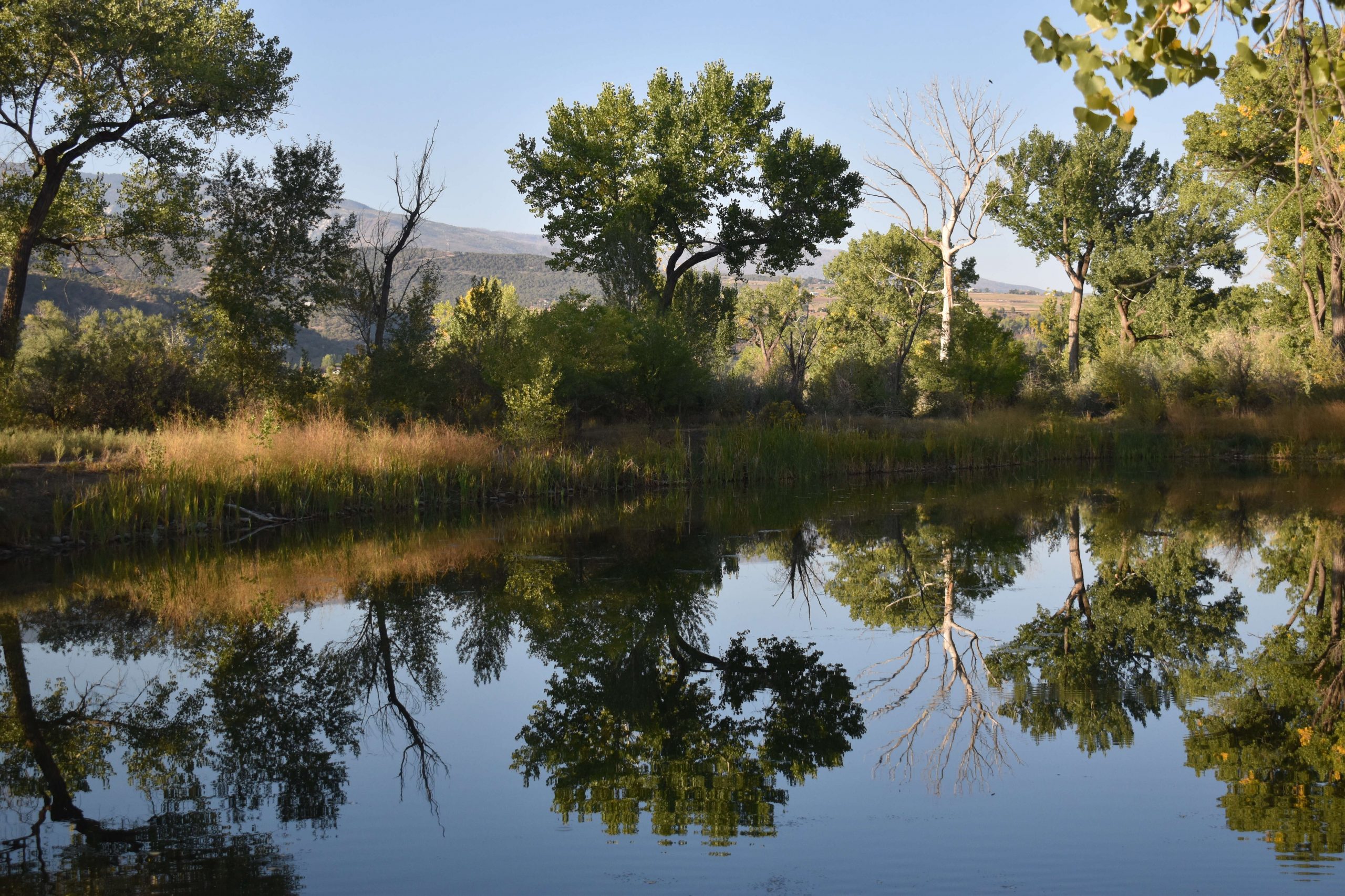 PHOTOS: Fall forage, colors on display in Garfield County ...