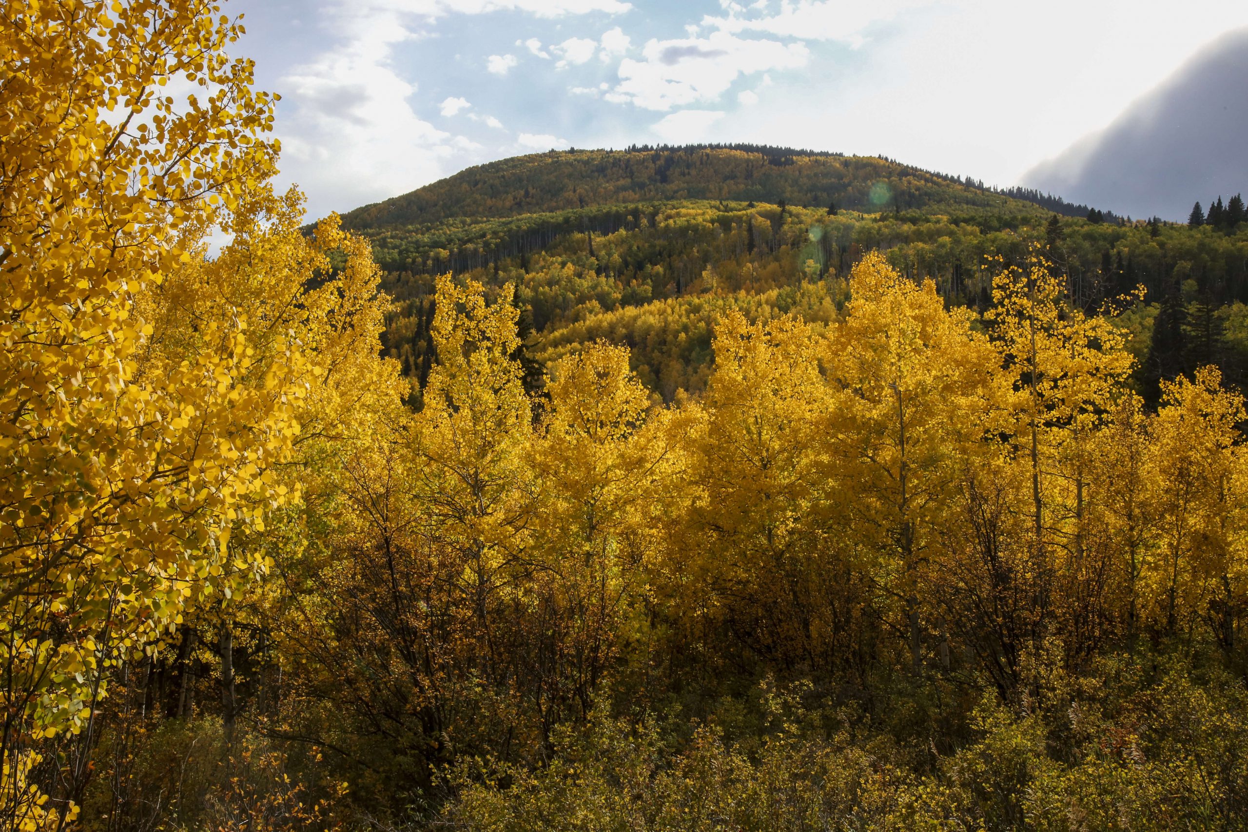 PHOTOS: Fall forage, colors on display in Garfield County ...