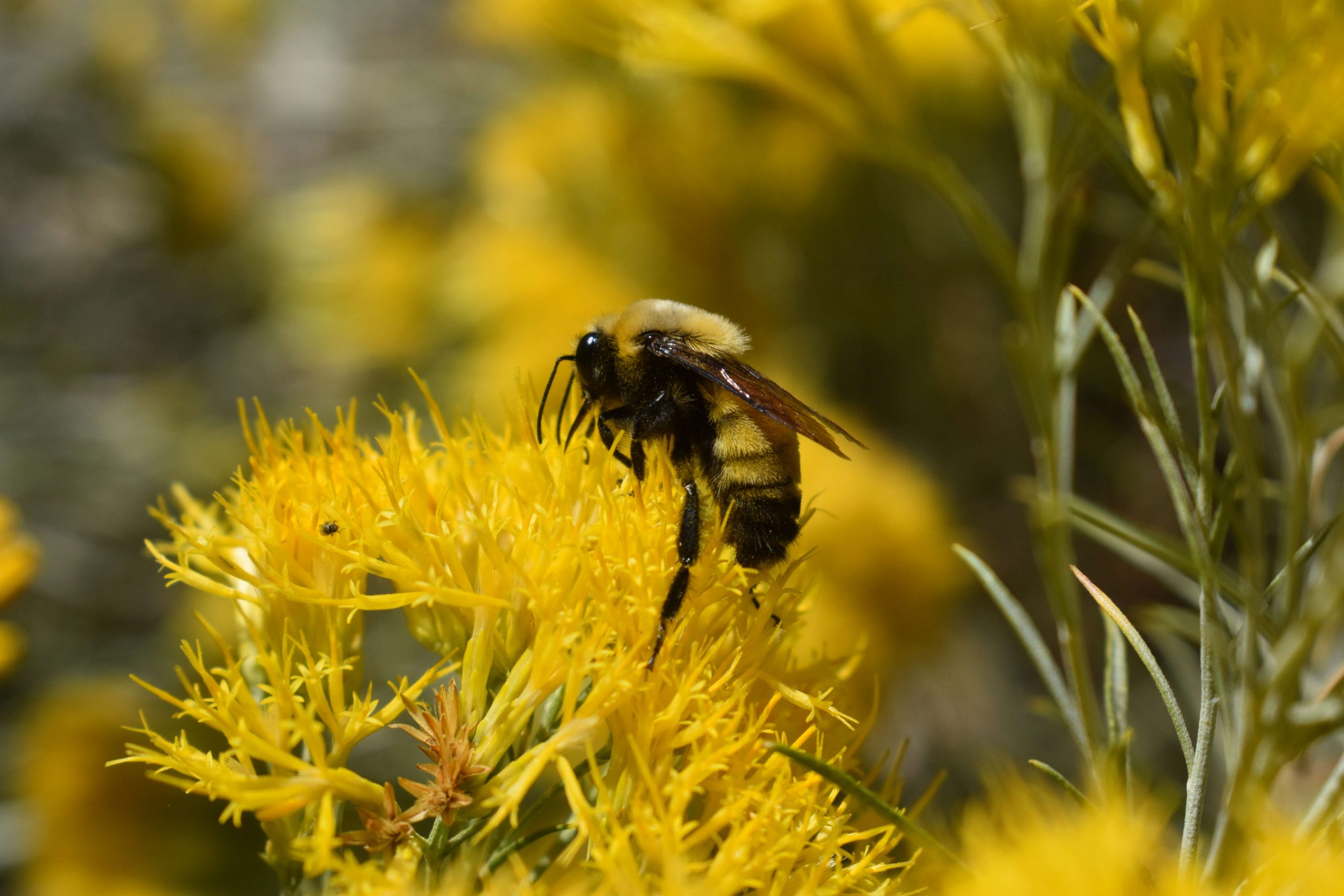 PHOTOS: Fall forage, colors on display in Garfield County ...