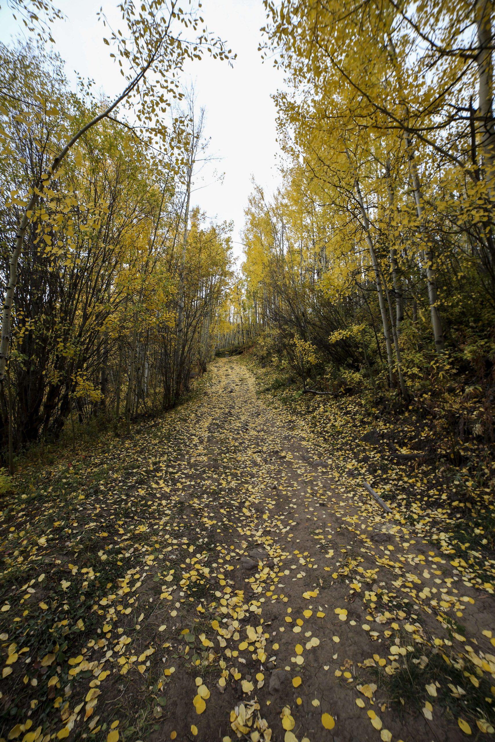 PHOTOS: Fall forage, colors on display in Garfield County ...