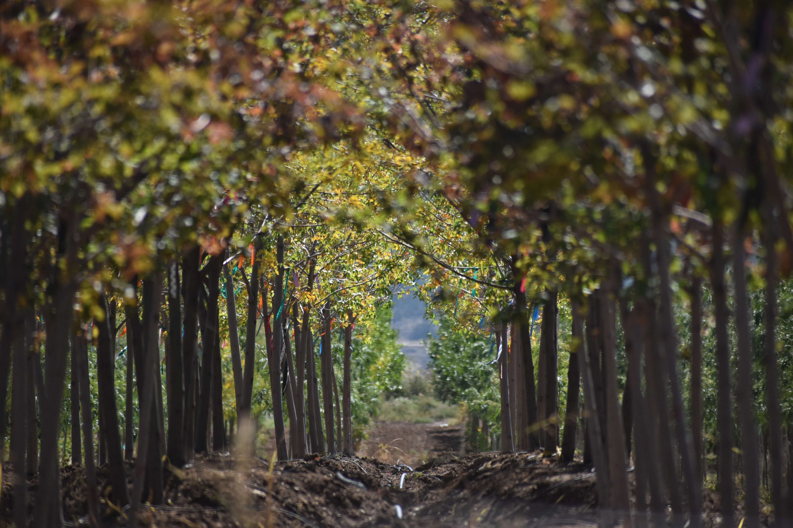 PHOTOS: Fall forage, colors on display in Garfield County ...