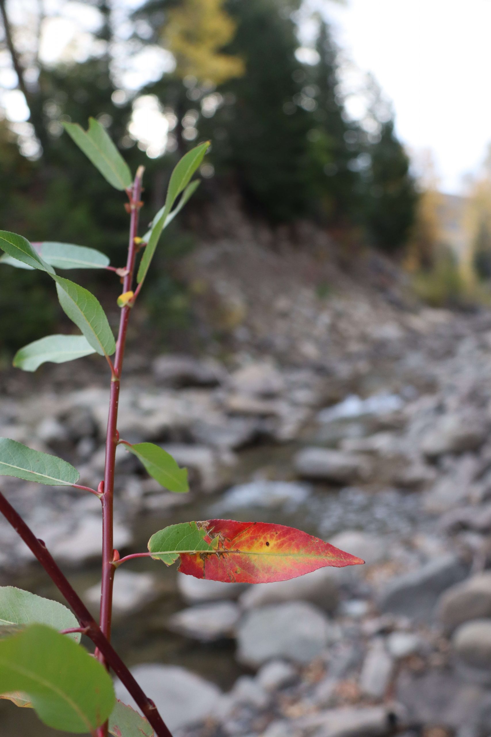 PHOTOS: Fall forage, colors on display in Garfield County ...