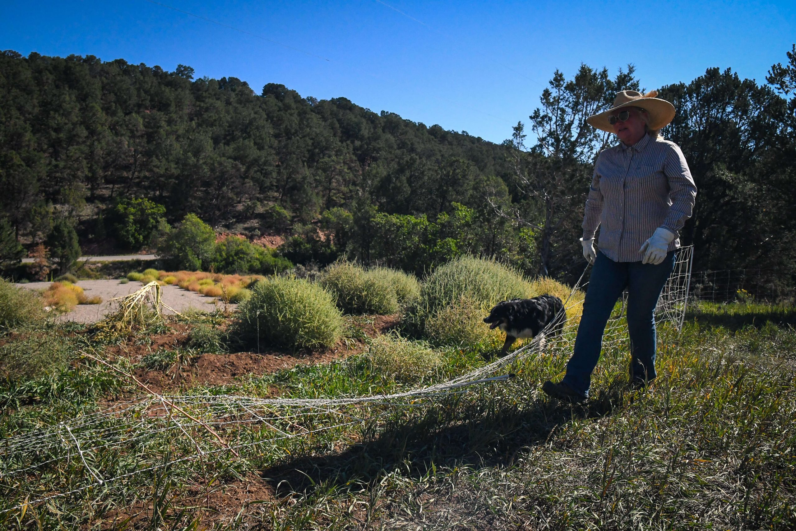PHOTOS: Goats galore: Hundreds of goats utilized for weed mitigation ...