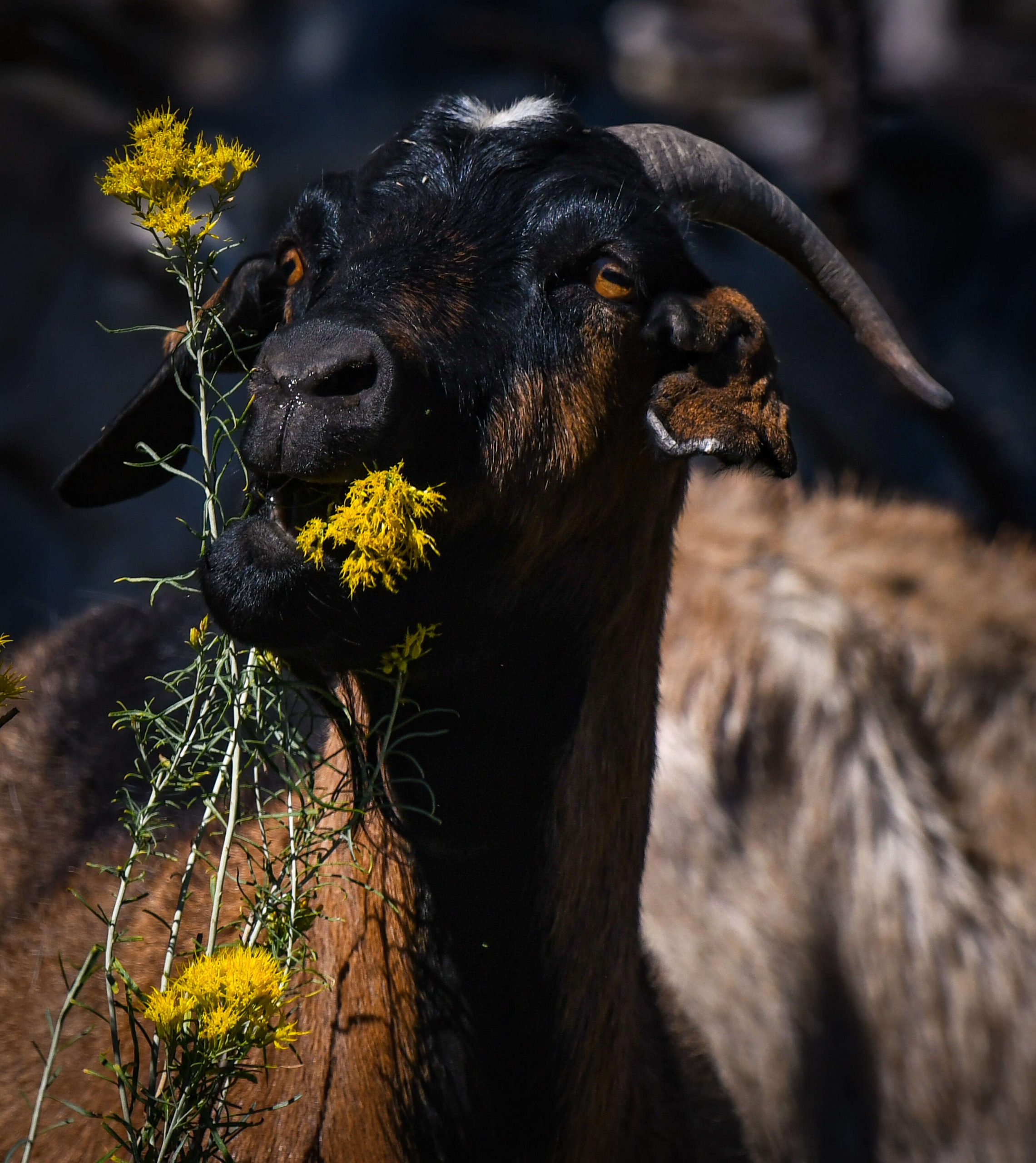 PHOTOS: Goats galore: Hundreds of goats utilized for weed mitigation ...