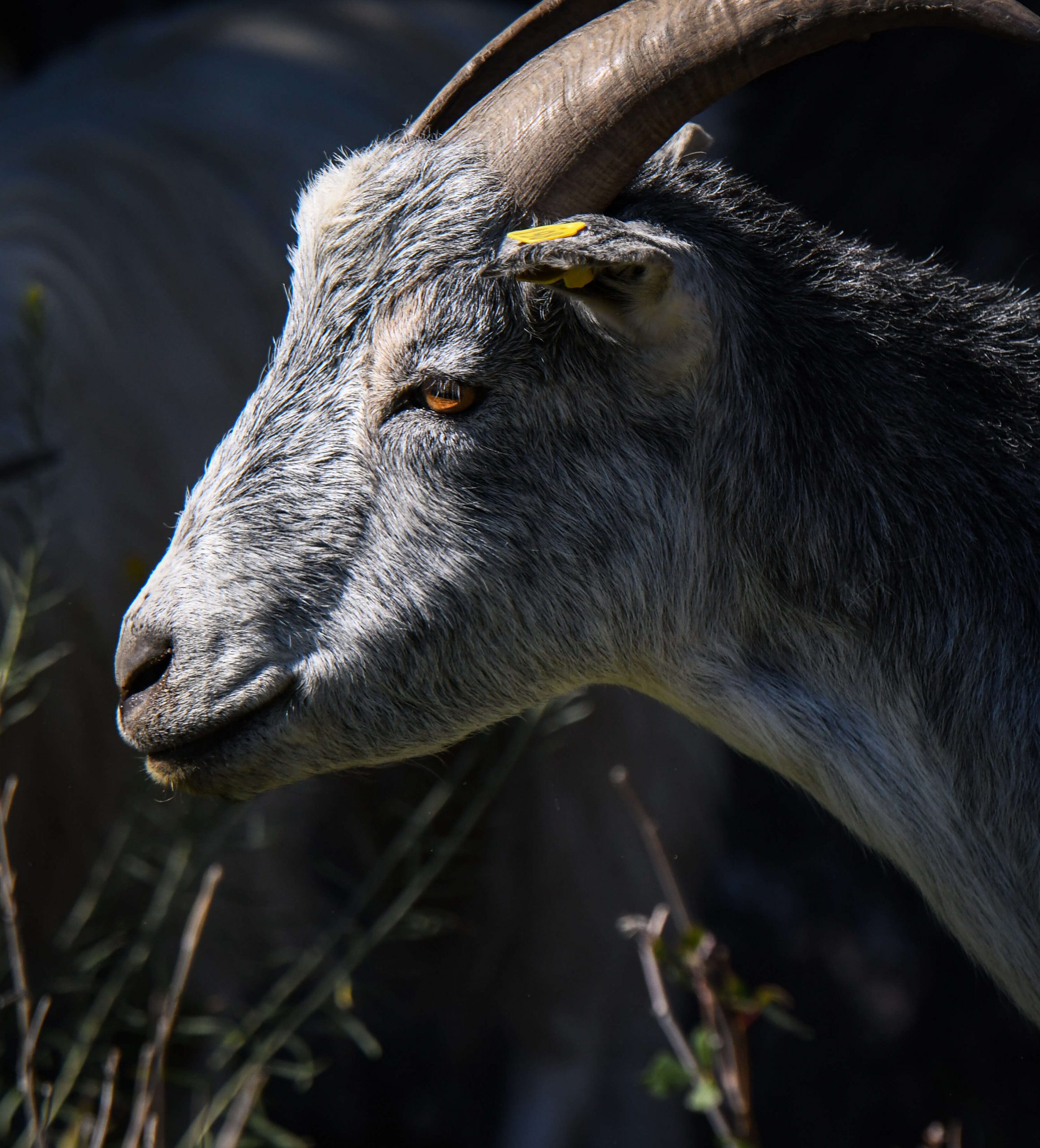 PHOTOS: Goats galore: Hundreds of goats utilized for weed mitigation ...