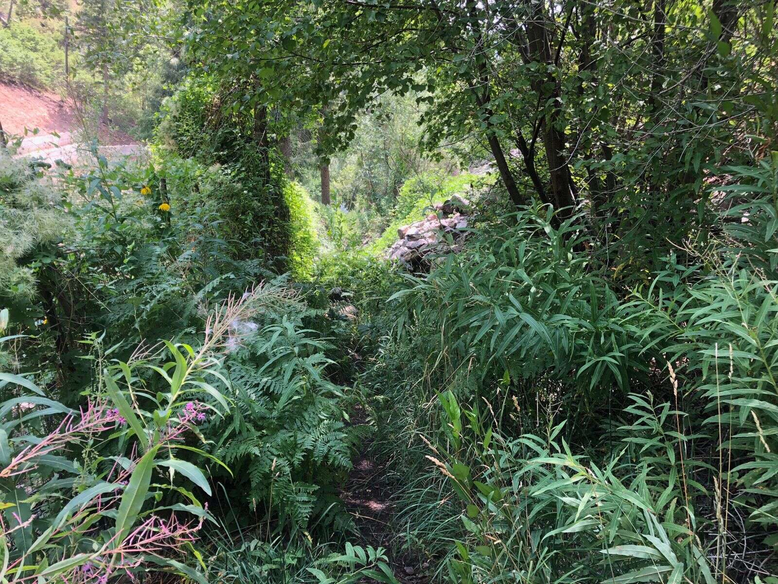 Trail Exploration: Mitchell Creek Trail | PostIndependent.com