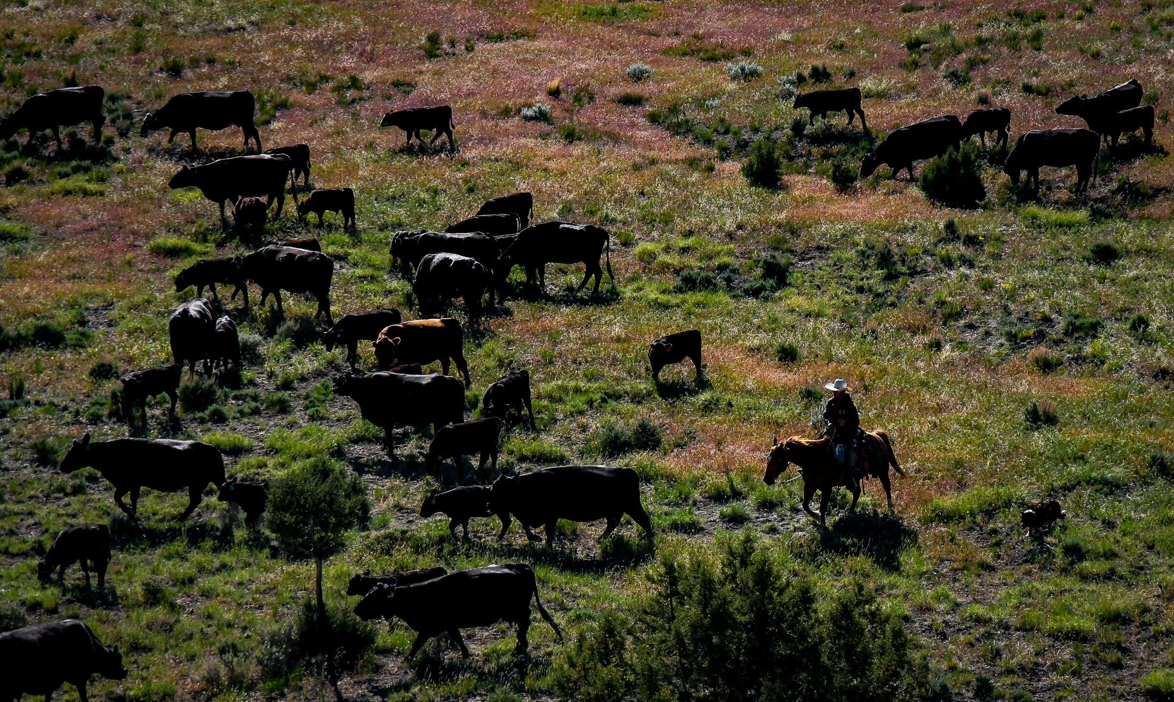 PHOTOS: The ballad of a cattle drive | PostIndependent.com