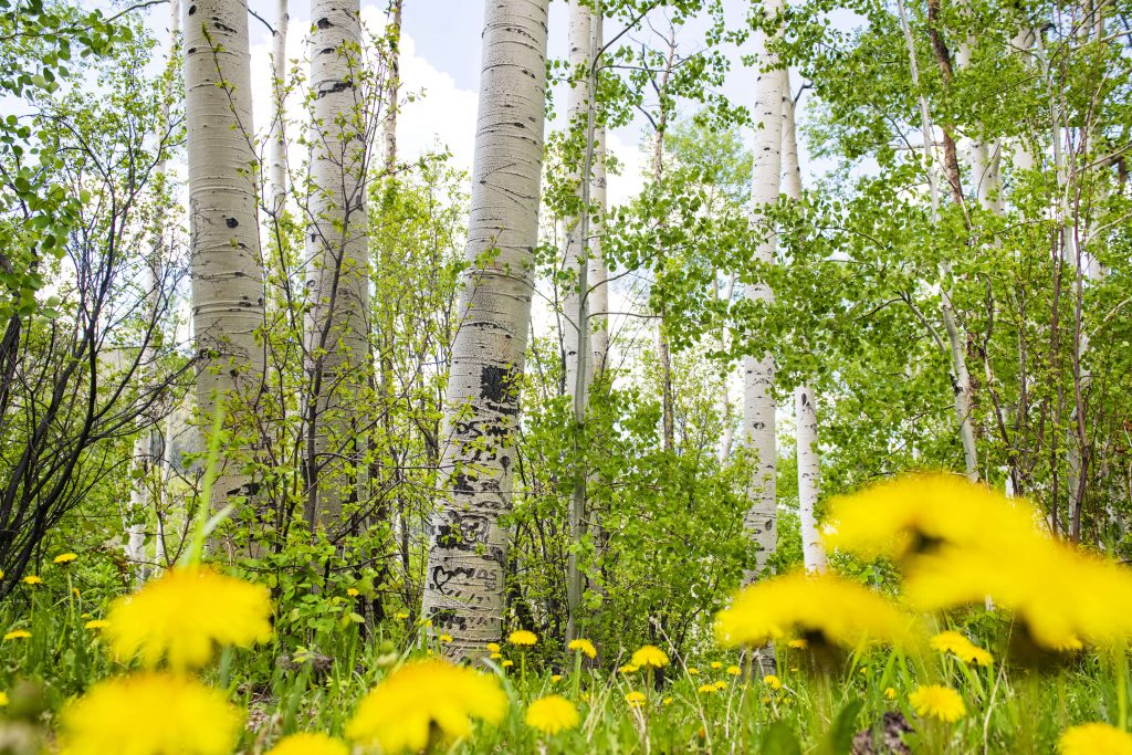Forest Service, enviros at odds over plan to revive aspen tree stands ...