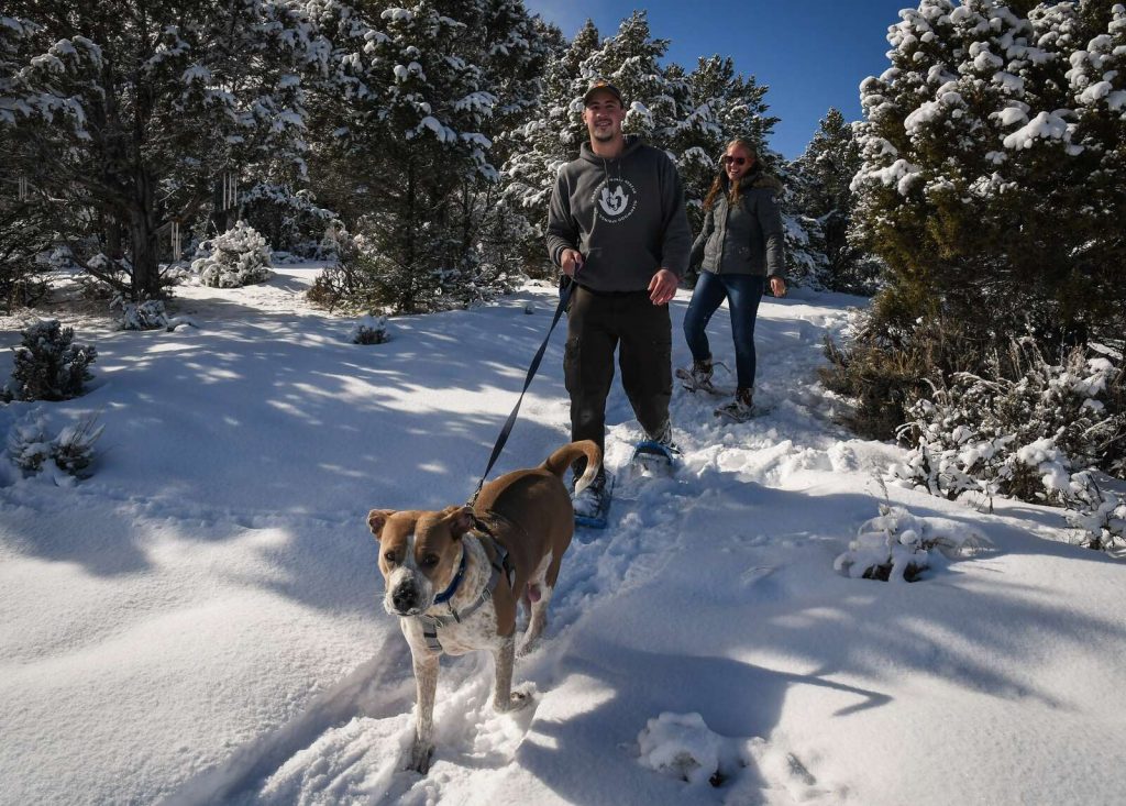 DIY Snow Shuffle for finding four-legged friends new homes ...