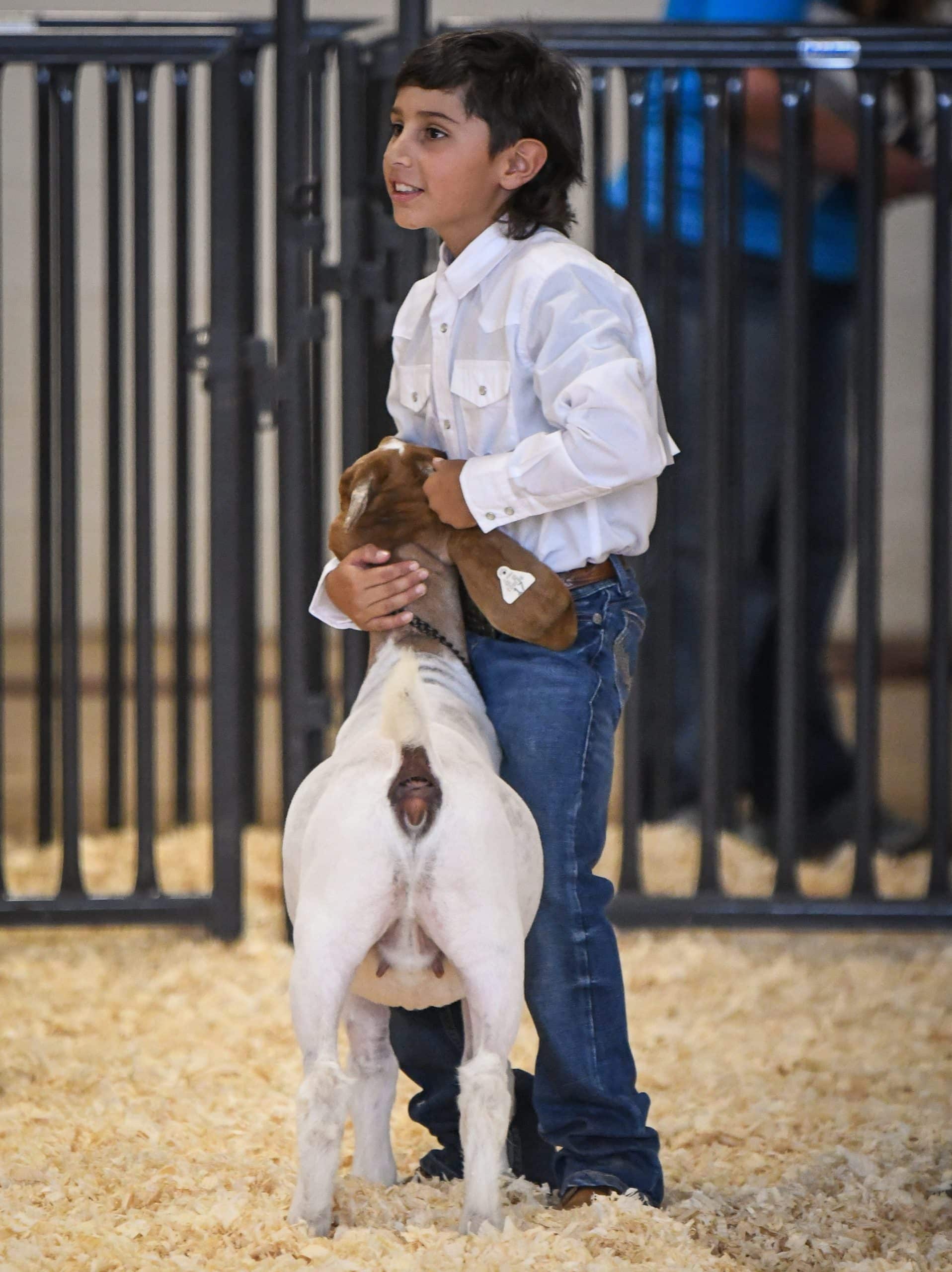 PHOTOS: 2022 Garfield County Fair lamb and goat shows | PostIndependent.com