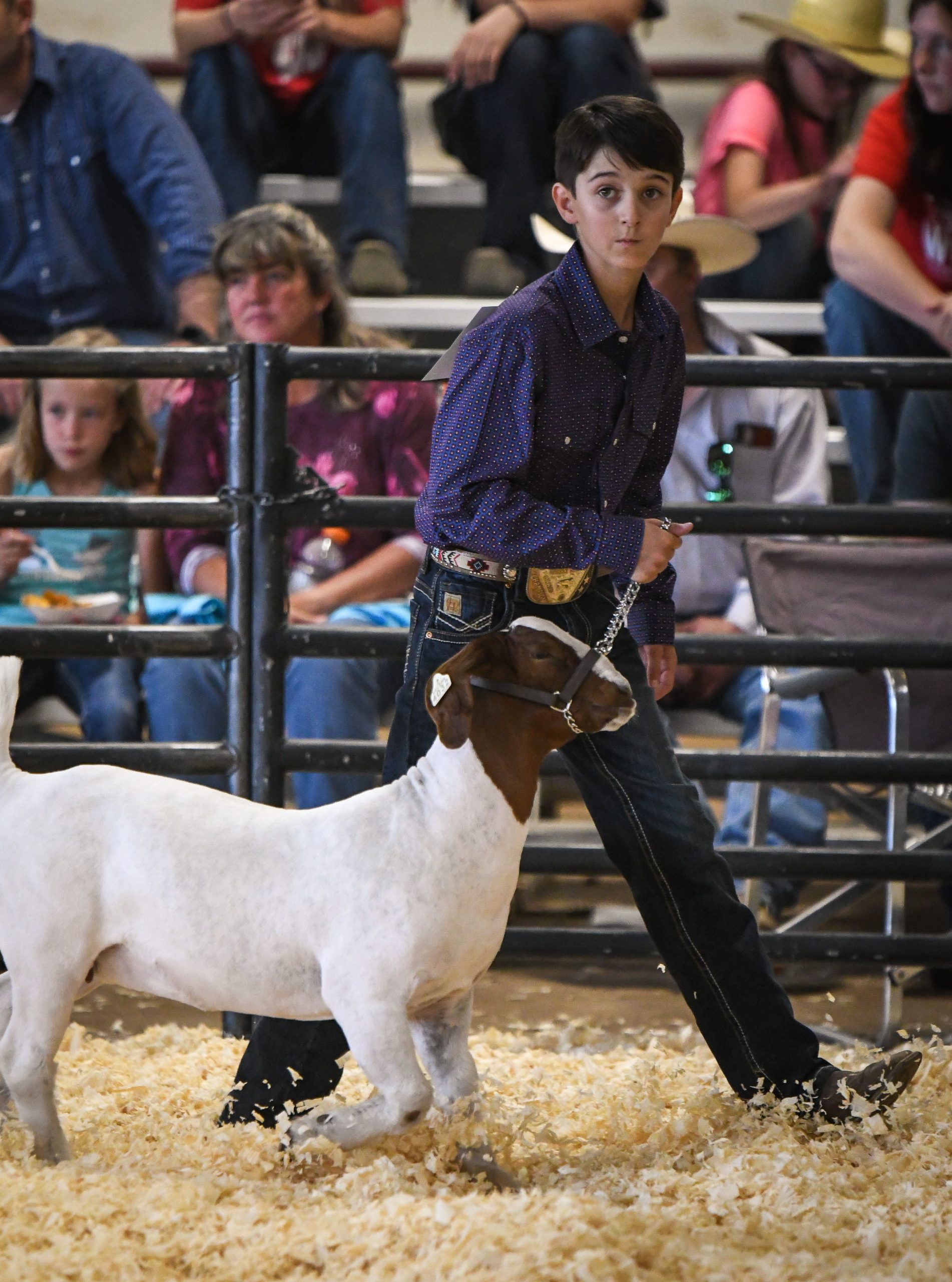PHOTOS: 2022 Garfield County Fair lamb and goat shows | PostIndependent.com