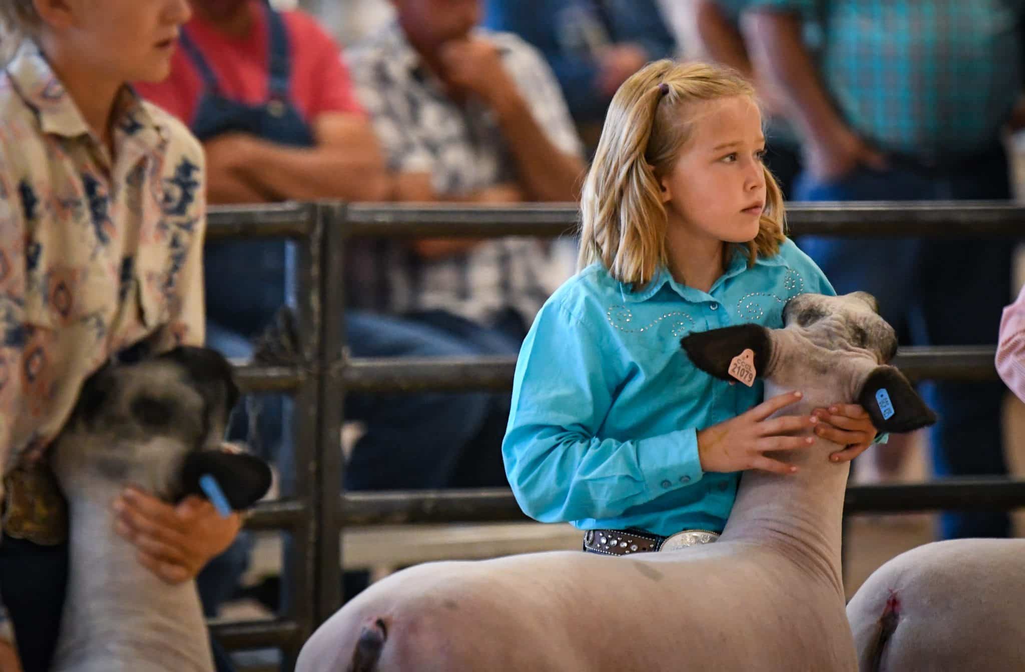 PHOTOS: 2022 Garfield County Fair lamb and goat shows | PostIndependent.com