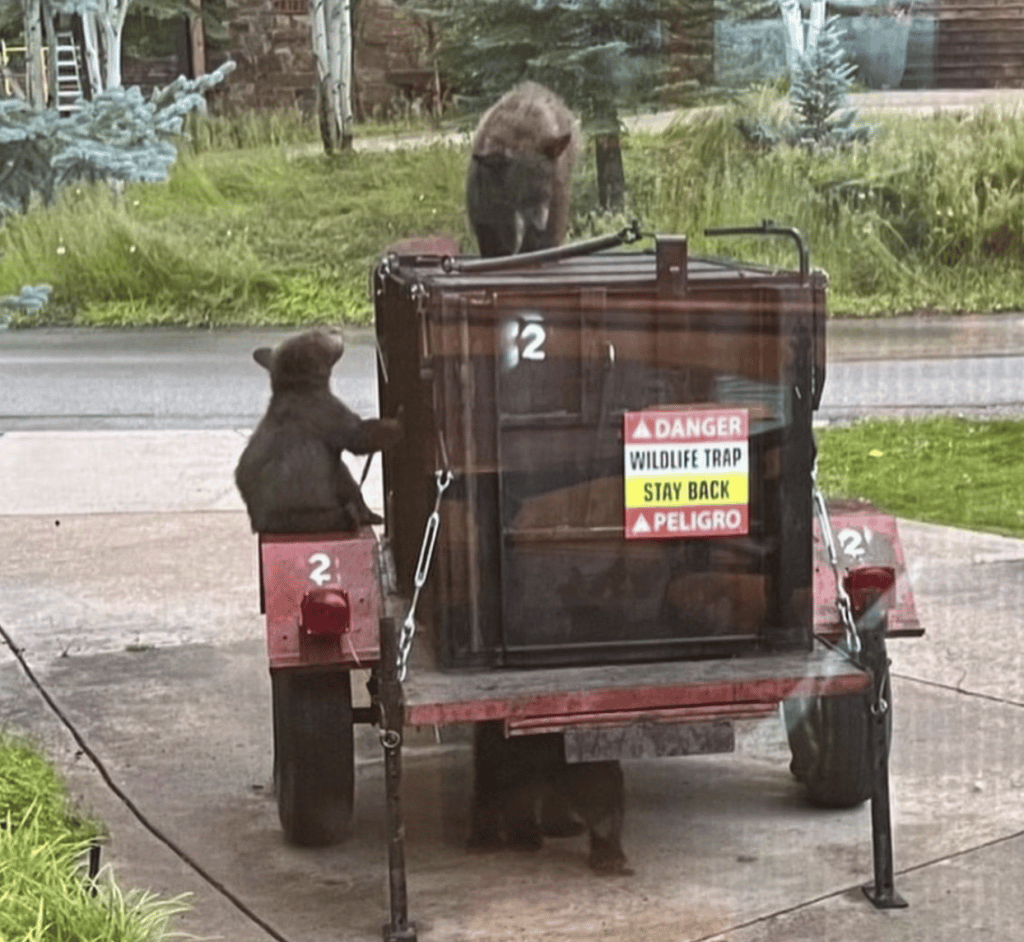 Colorado Bear Coalition hosts ‘town hall’ to explain bear killings | PostIndependent.com