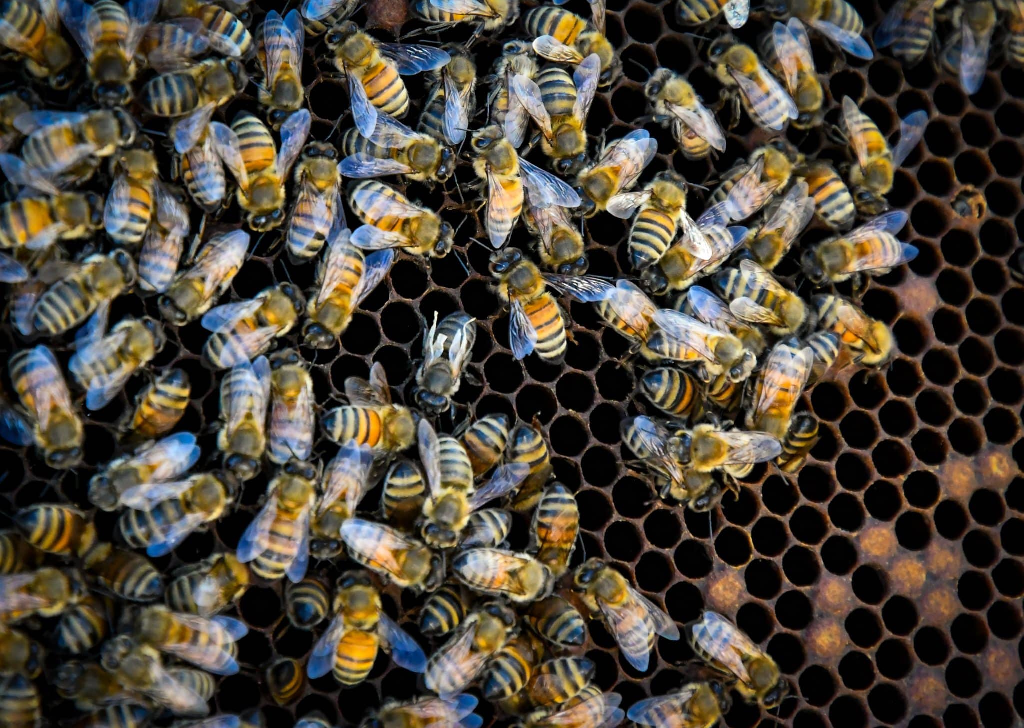 PHOTOS: Maintaining healthy hives on Colorado’s West Slope ...