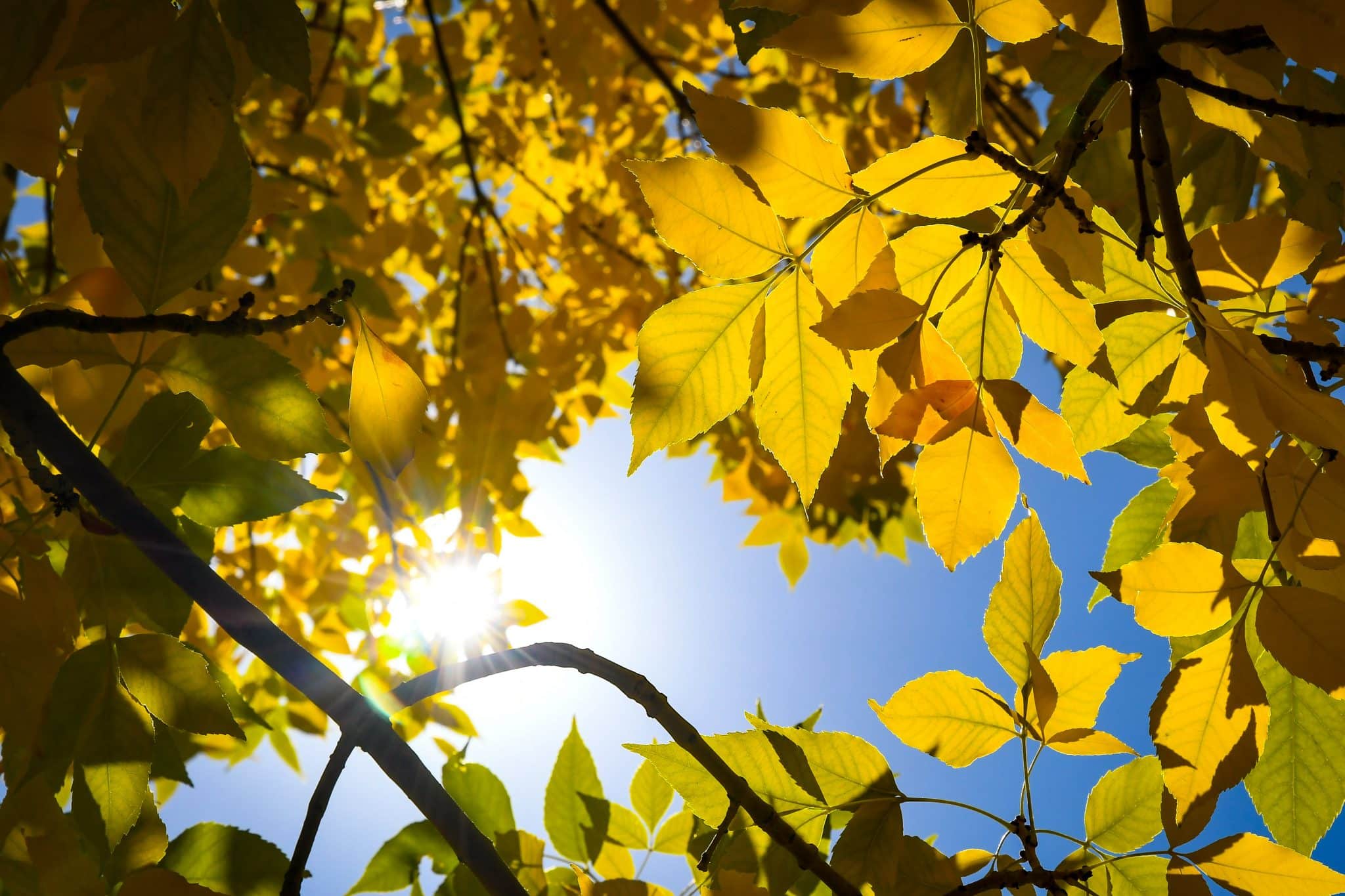 PHOTOS: Soaking in the last bit of Garfield County’s fall colors ...