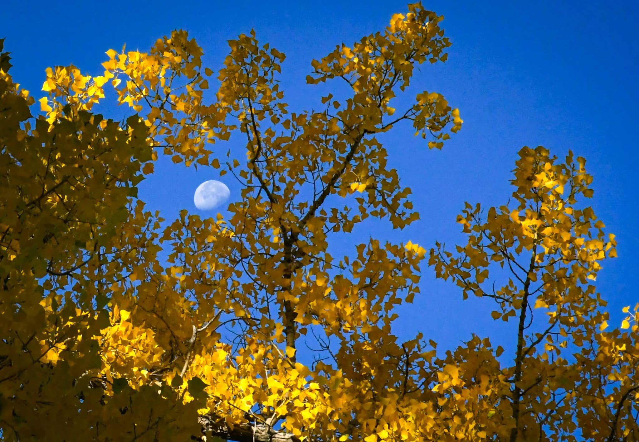 PHOTOS: Soaking in the last bit of Garfield County’s fall colors ...