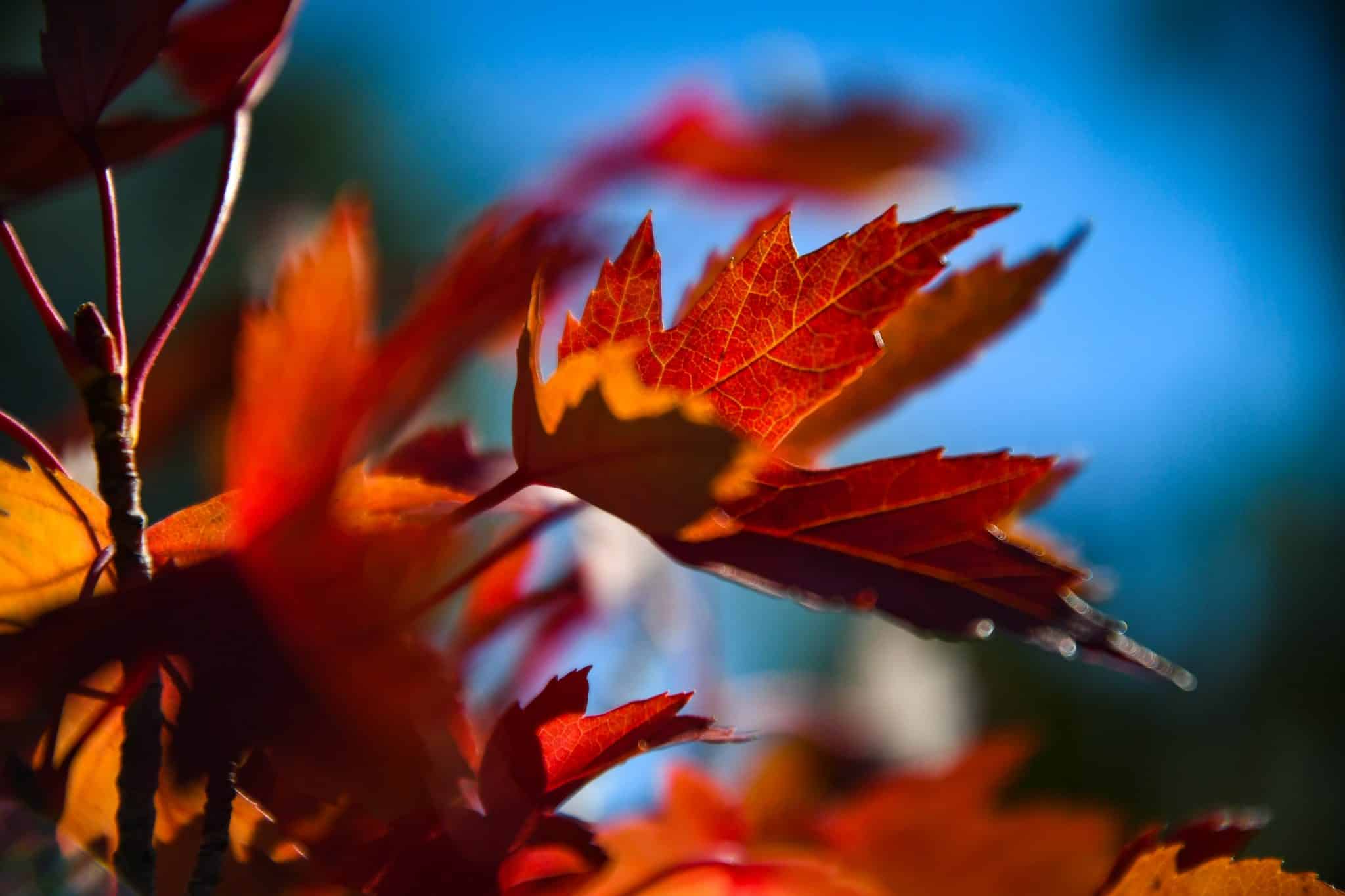 PHOTOS: Soaking in the last bit of Garfield County’s fall colors ...