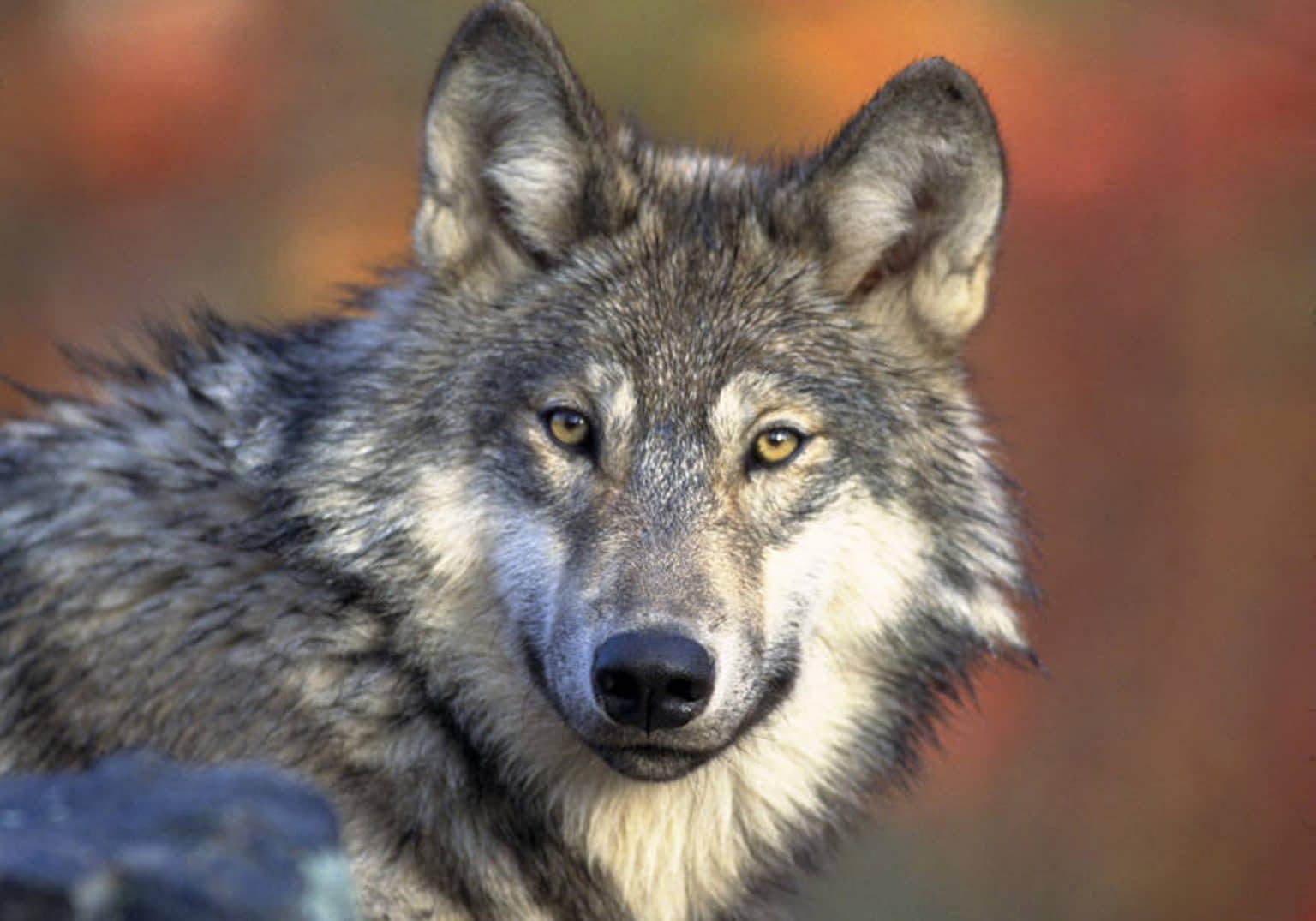 Want to know where Colorado’s collared wolves have journeyed? CPW has a ...