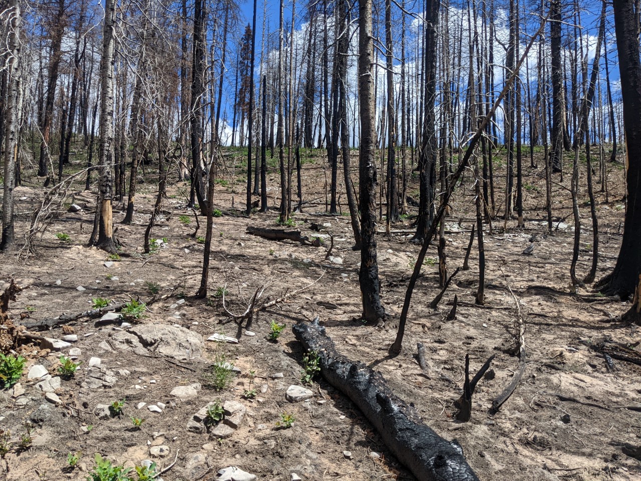 U.S. Forest Service to begin aerial mulching on Grizzly Creek burn scar ...