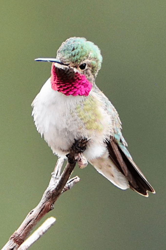 Spring means migratory birds return to the Roaring Fork Valley ...