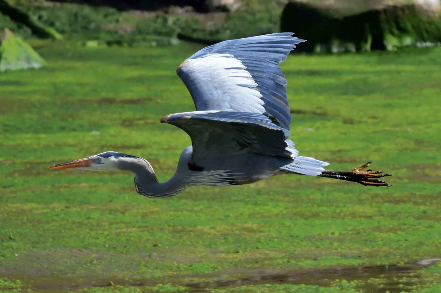 Spring means migratory birds return to the Roaring Fork Valley ...