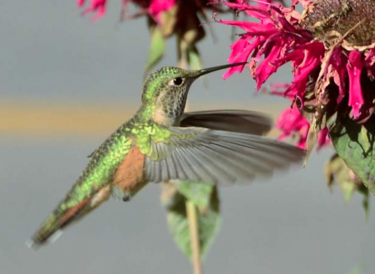 Spring means migratory birds return to the Roaring Fork Valley ...