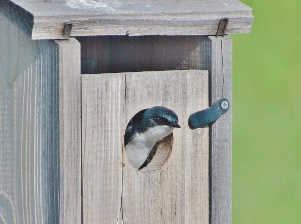 Spring means migratory birds return to the Roaring Fork Valley ...