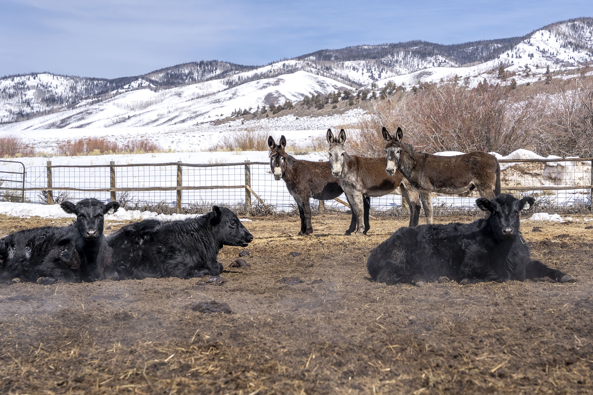Latest line of defense against wolves on this Colorado ranch? Guard ...