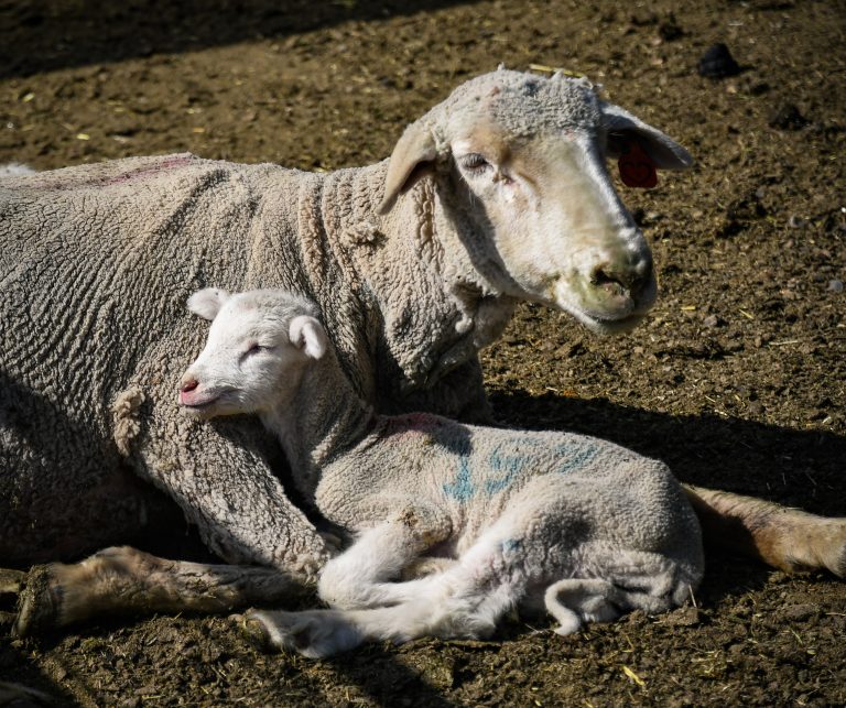 PHOTOS: Lambing season at the Open Heart Ranch | PostIndependent.com