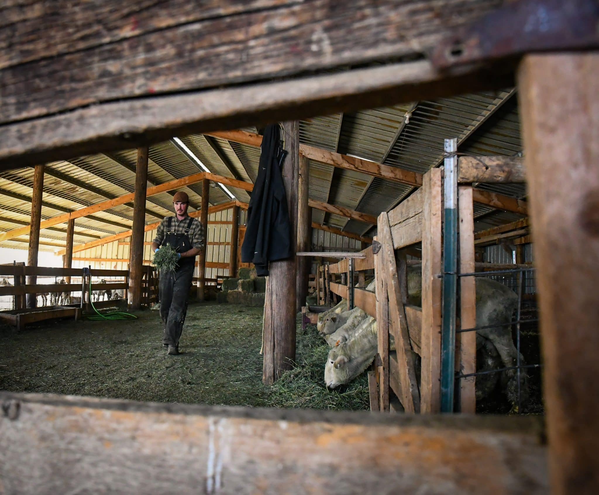 PHOTOS: Lambing season at the Open Heart Ranch | PostIndependent.com