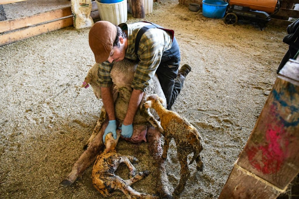 PHOTOS: Lambing season at the Open Heart Ranch | PostIndependent.com