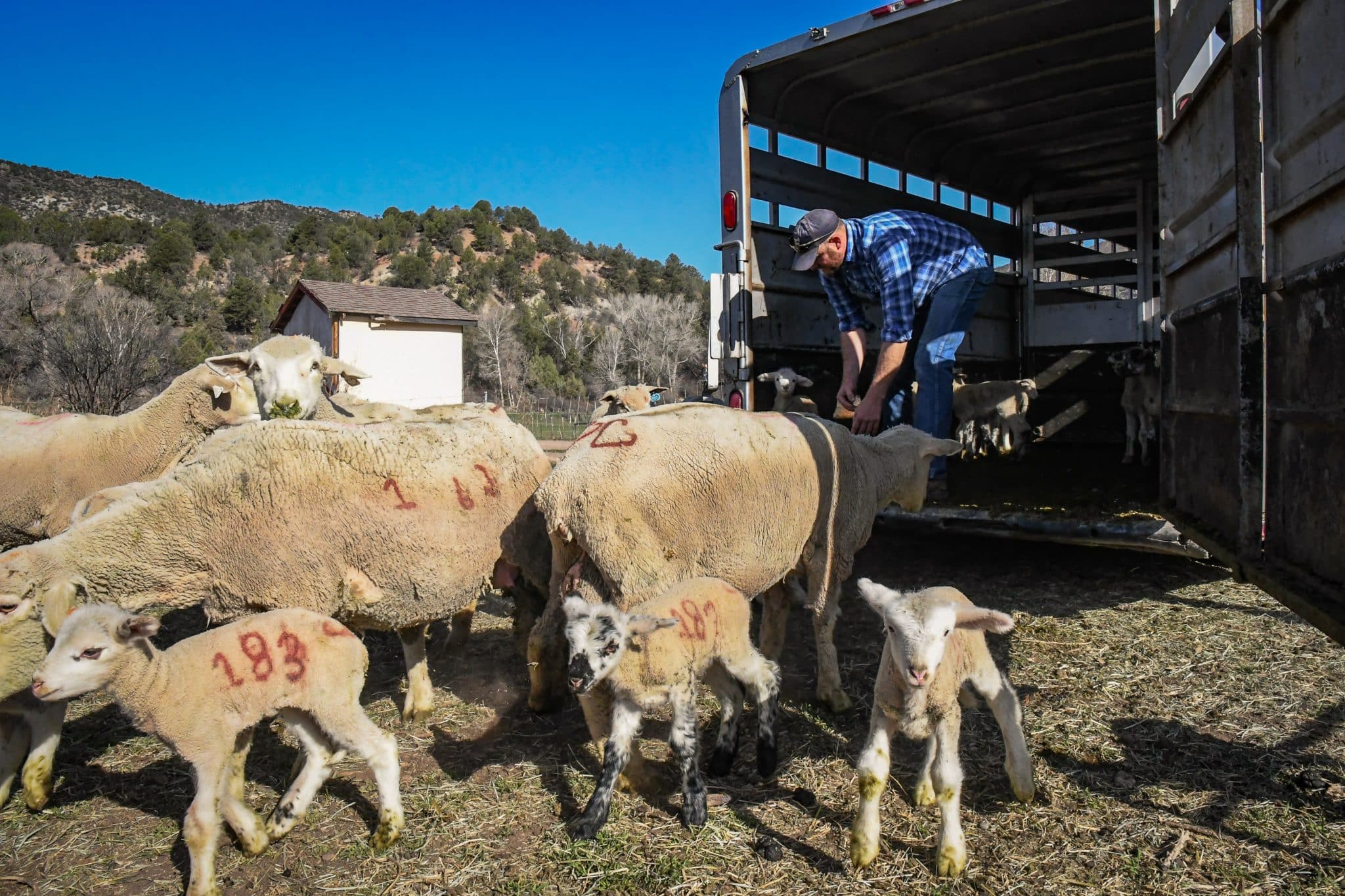 PHOTOS: Lambing season at the Open Heart Ranch | PostIndependent.com