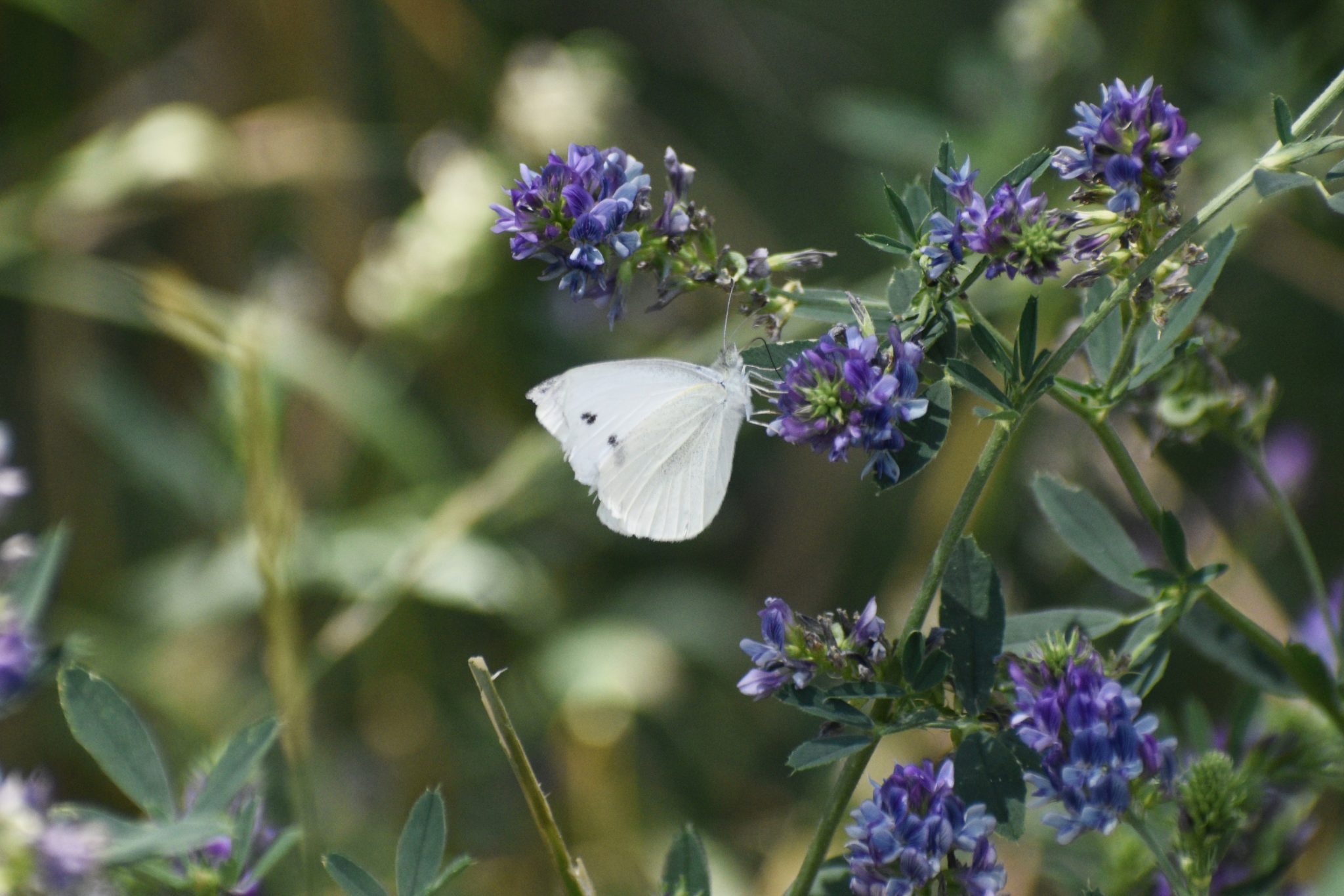 PHOTOS: A bug’s life in Glenwood Springs | PostIndependent.com