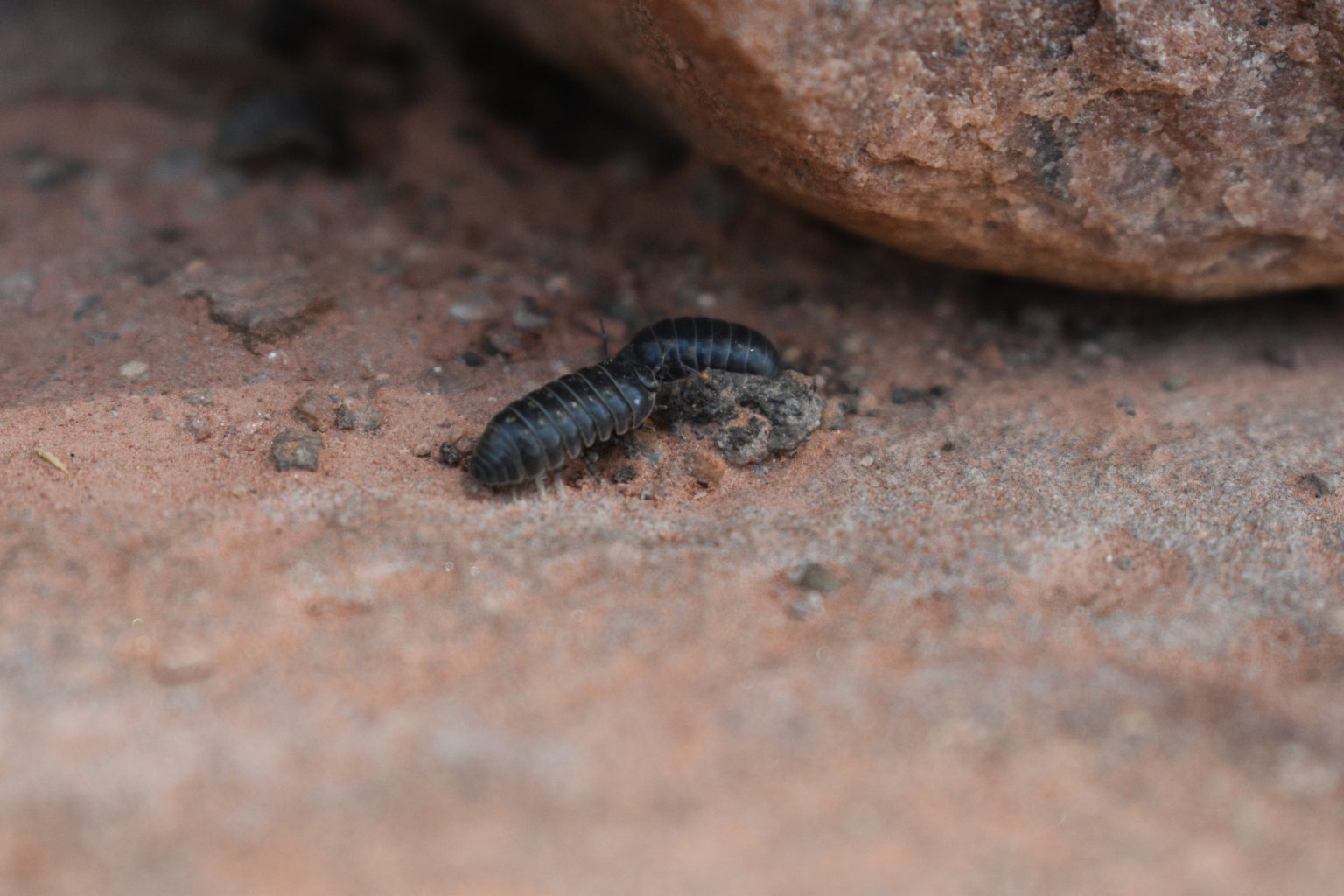 PHOTOS: A bug’s life in Glenwood Springs | PostIndependent.com