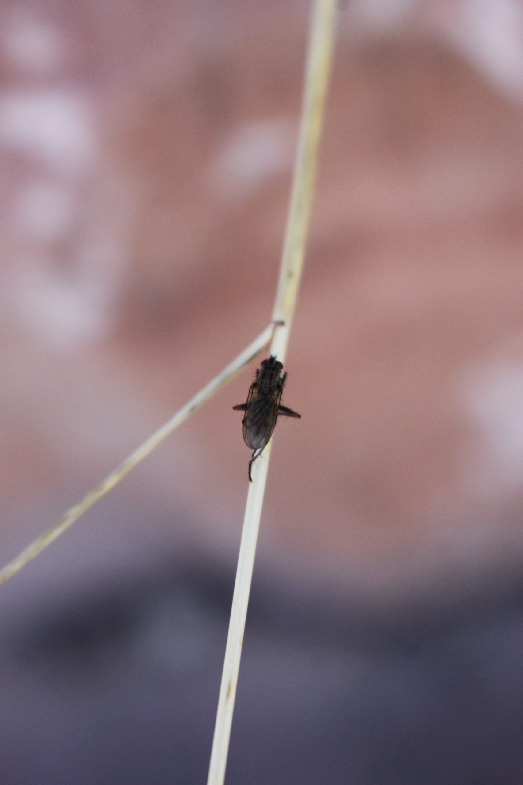 PHOTOS: A bug’s life in Glenwood Springs | PostIndependent.com