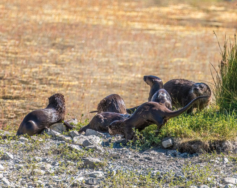 Watch out for otters in Glenwood Canyon | PostIndependent.com