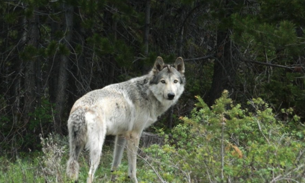 How wolf reintroduction is supposed to go — and how it’s going ...