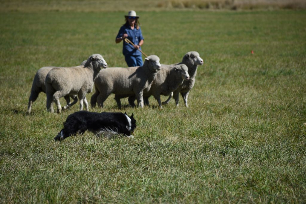Photos: National Sheepdog Finals come to a close in Carbondale ...