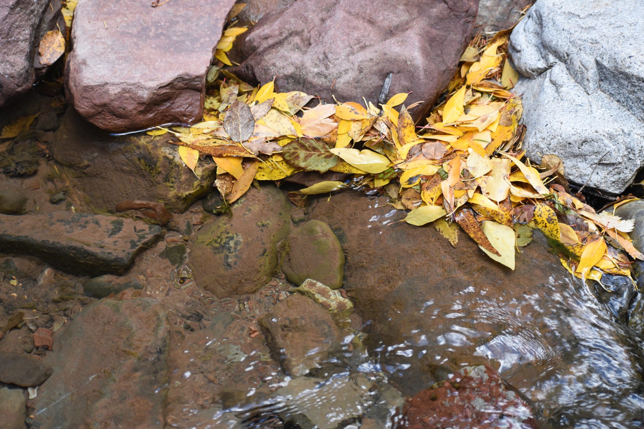 PHOTOS: Roaring Fork, Colorado River valleys show true fall colors ...