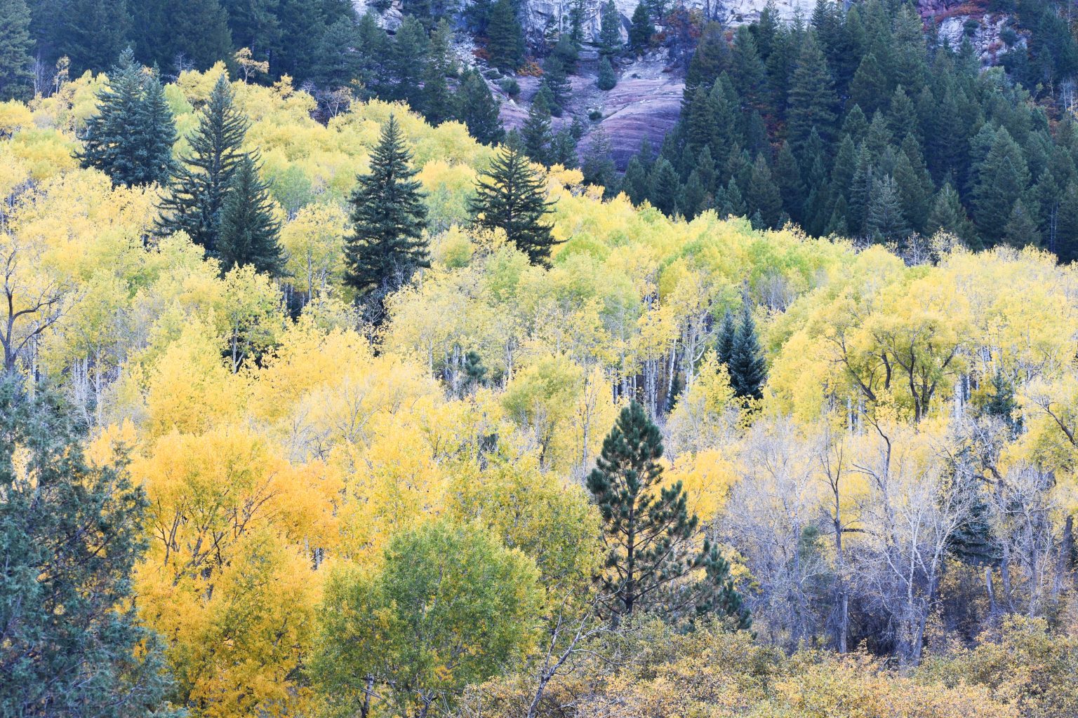 PHOTOS: Roaring Fork, Colorado River valleys show true fall colors ...